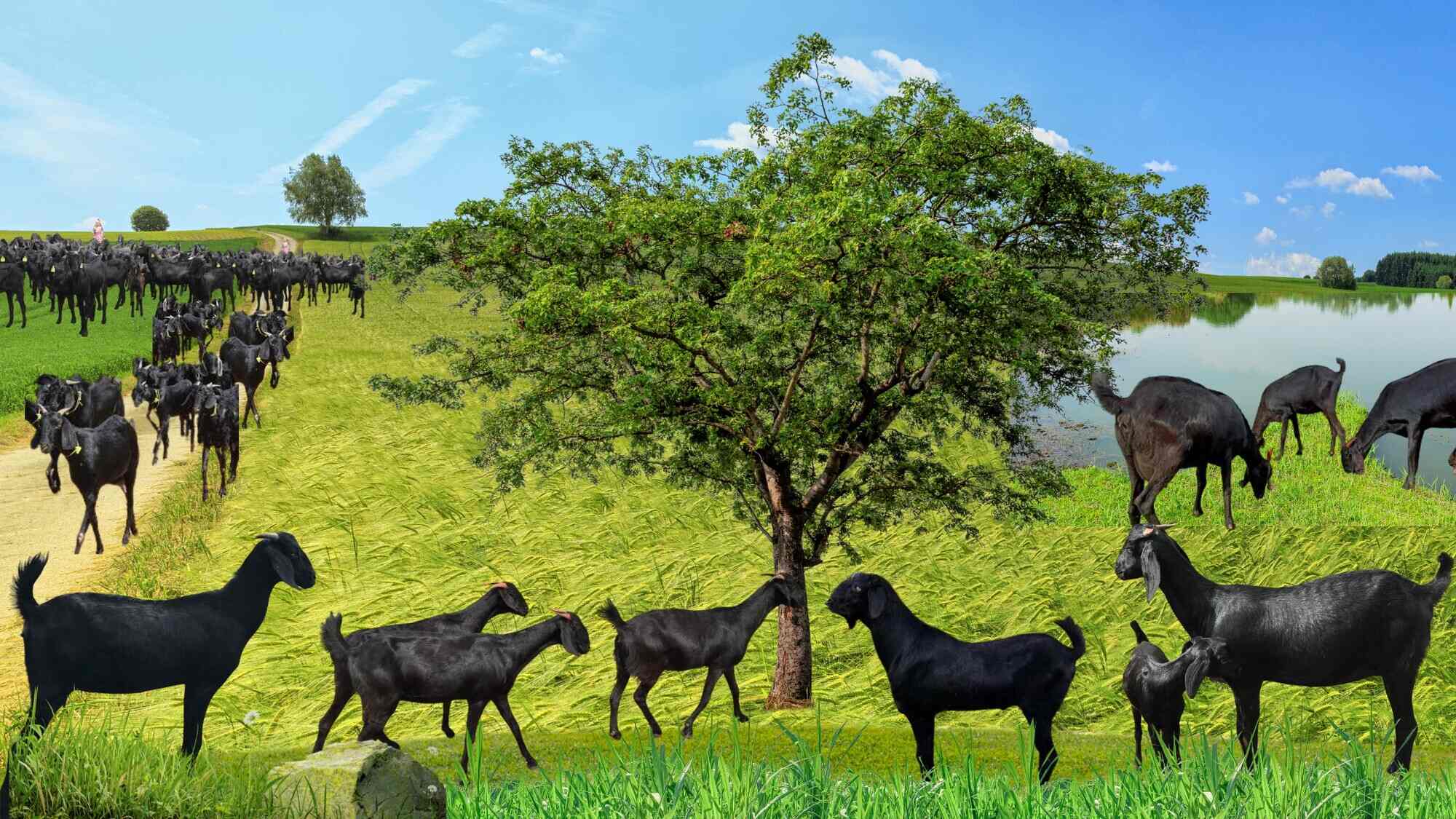 Vistara goat farm- Wholesaler in Gajanur,Mandya - Best Goat Wholesalers ...