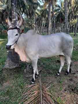 Book Kumki Farm Stay and Bird Park in Anaimalai,Pollachi - Best Farm ...