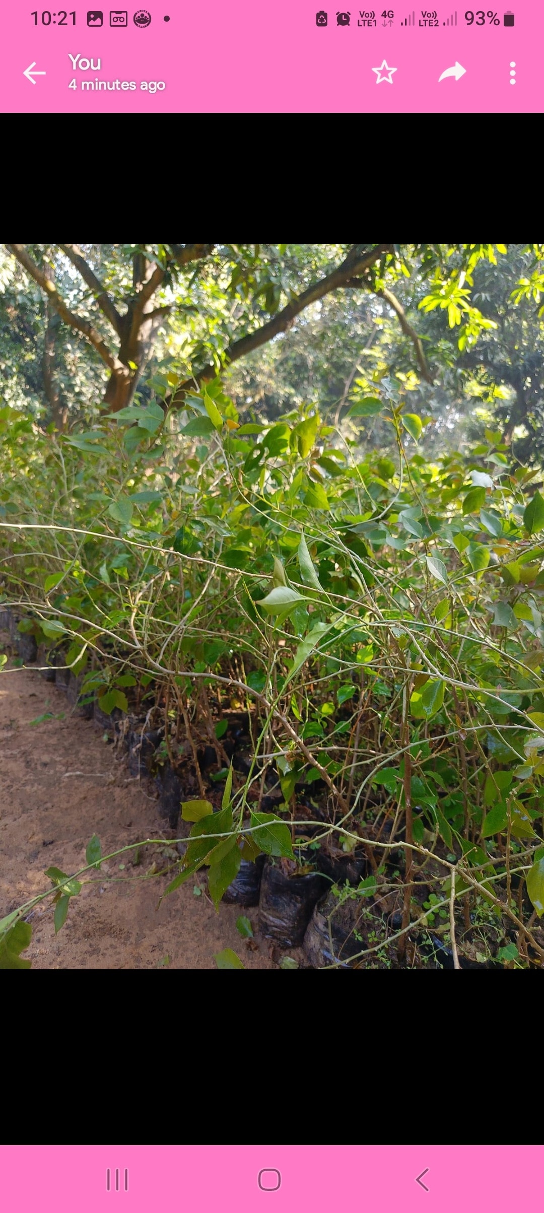 PK NURSERY in Burawali,Hasanpur - Best Plant Exporters near me in ...