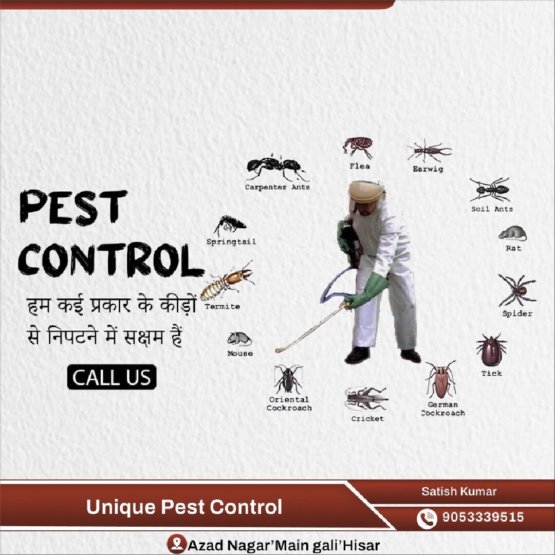 Unique pest control in Model Town,Hissar - Best near me in Hissar ...
