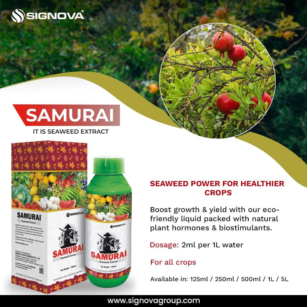 Signova Group Of Companies in Banjara Hills, Hyderabad - Best ...