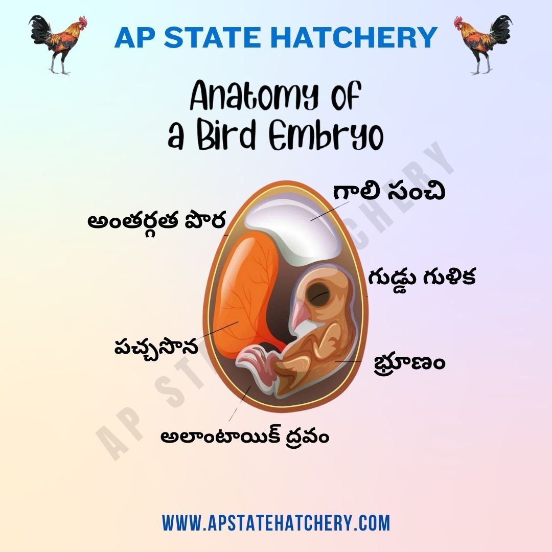 Ap State Hatchery in Akkayapalli, Kadapa - Best Agro Farming Services ...