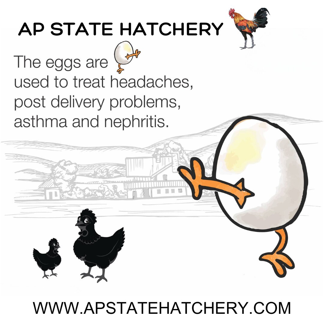 Ap State Hatchery in Akkayapalli, Kadapa - Best Agro Farming Services ...