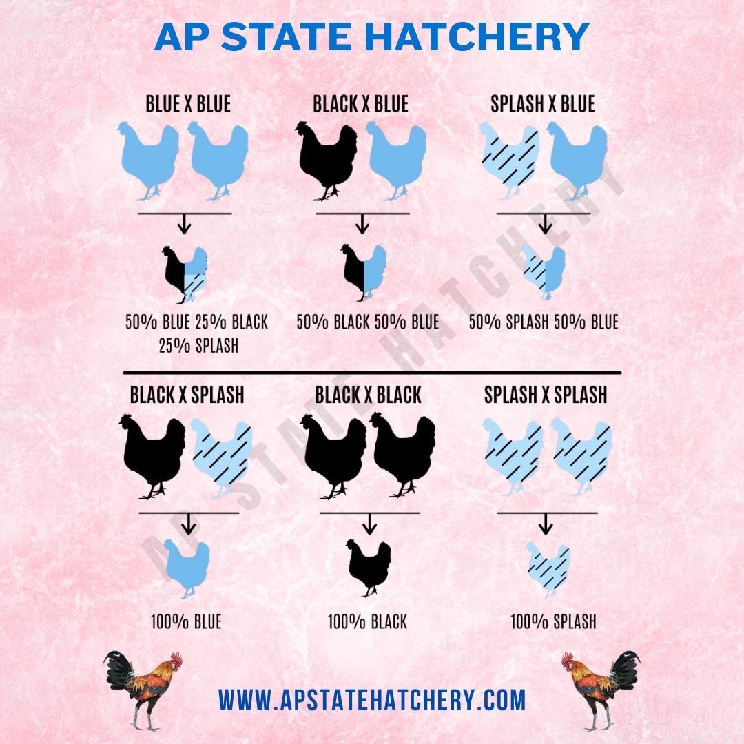 Ap State Hatchery in Akkayapalli, Kadapa - Best Agro Farming Services ...