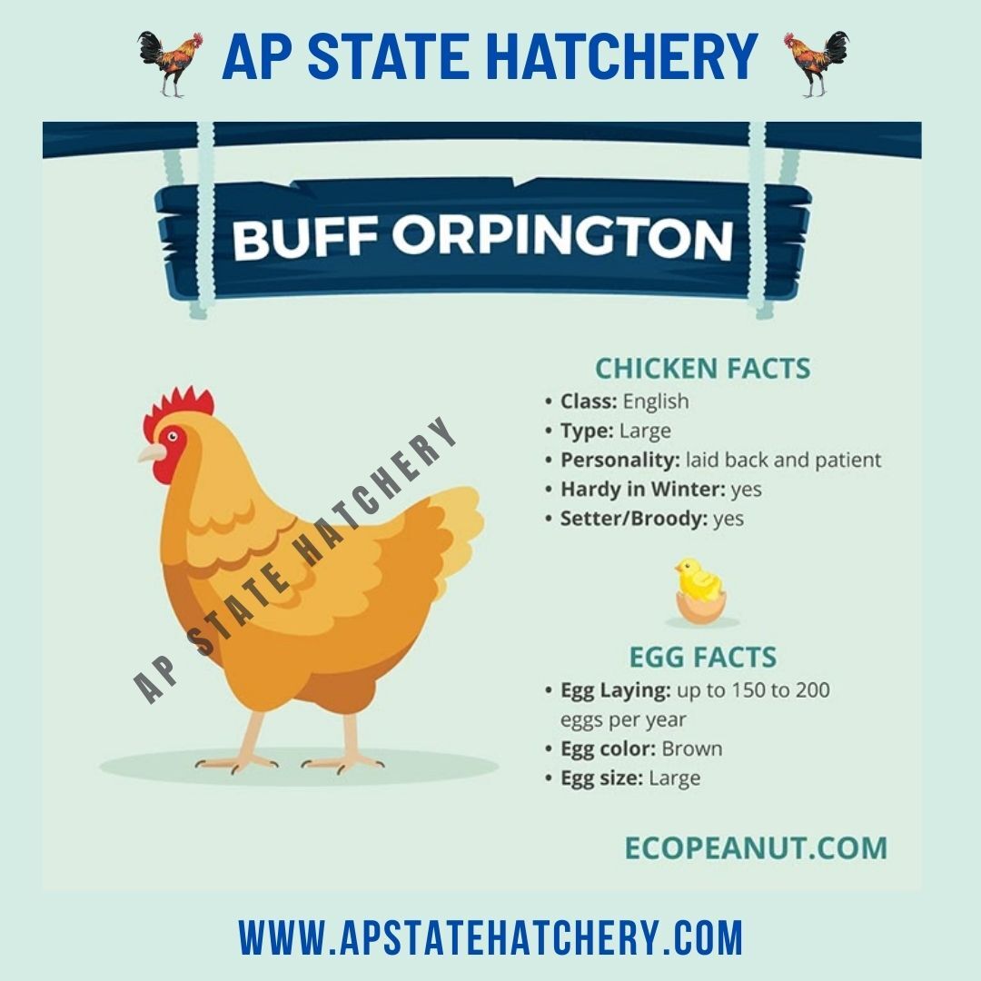 Ap State Hatchery in Akkayapalli, Kadapa - Best Agro Farming Services ...