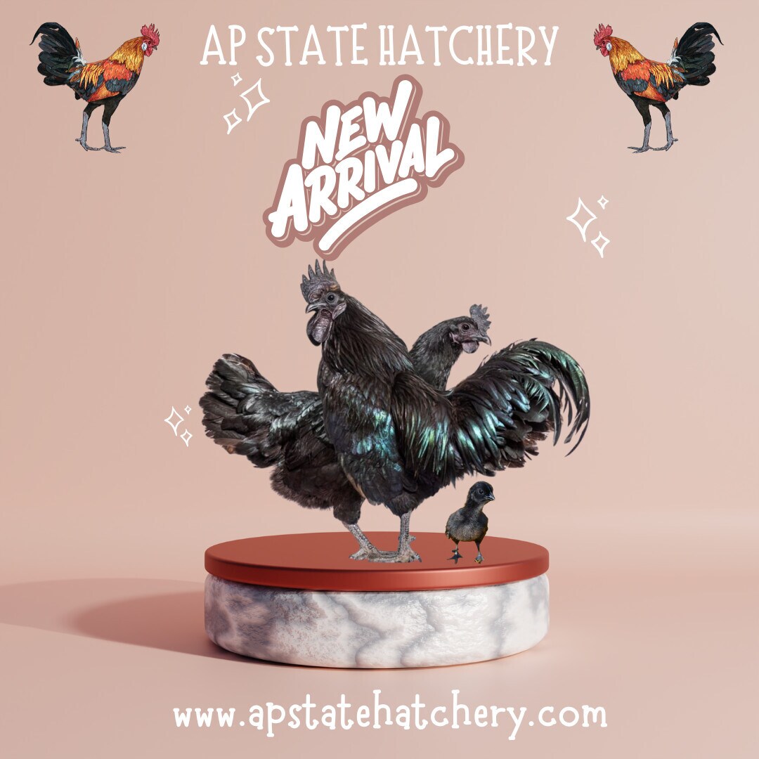 Ap State Hatchery in Akkayapalli, Kadapa - Best Agro Farming Services ...