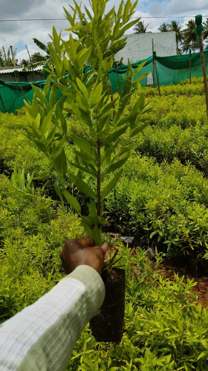 SAI NANDINI HORTICULTURE NURSERY in Kadapa Gooty Road, Kadapa - Best ...