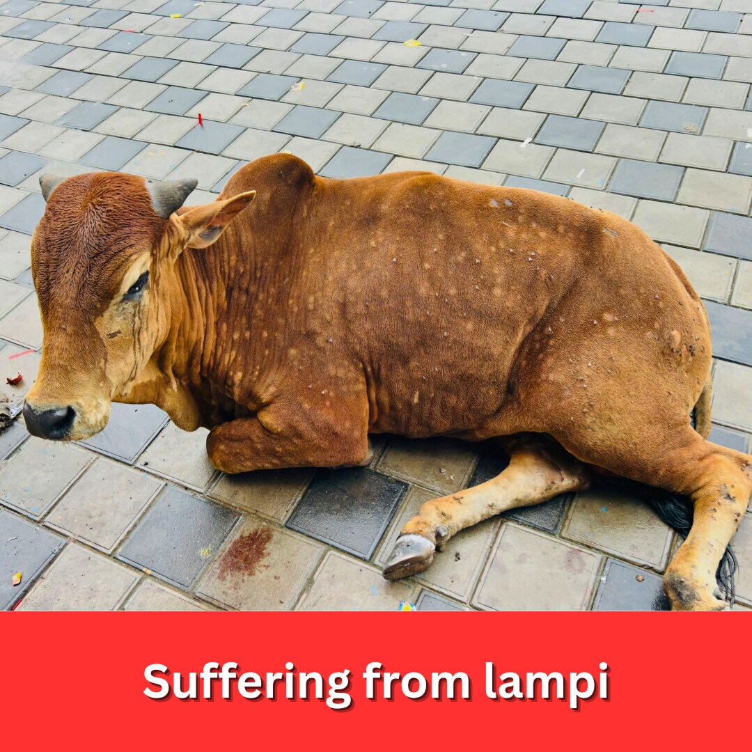 Vapi Animals Rescue in Ajit Nagar,Vapi - Best near me in Vapi - Justdial